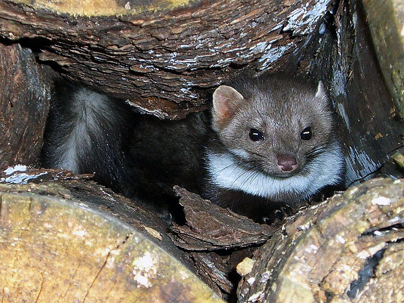 Amateur Hunting Launched in Armenia - Ecolur